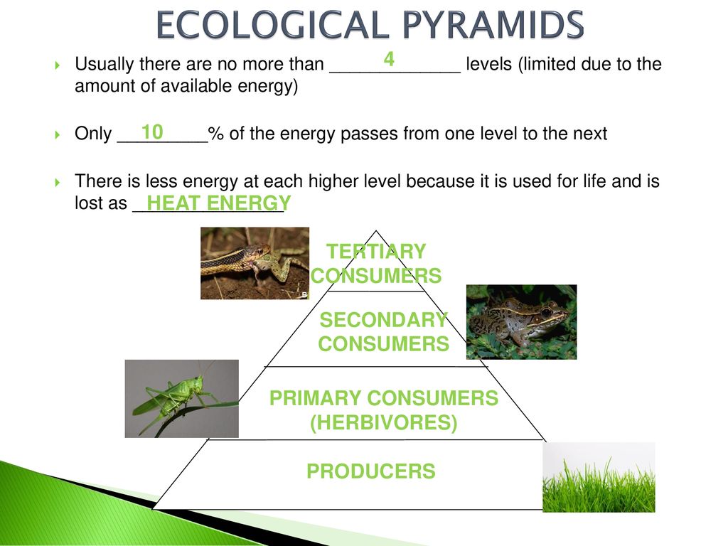 Ecology. - ppt download