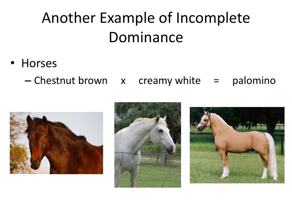 Incomplete Dominance Horse Incomplete Dominance Horse