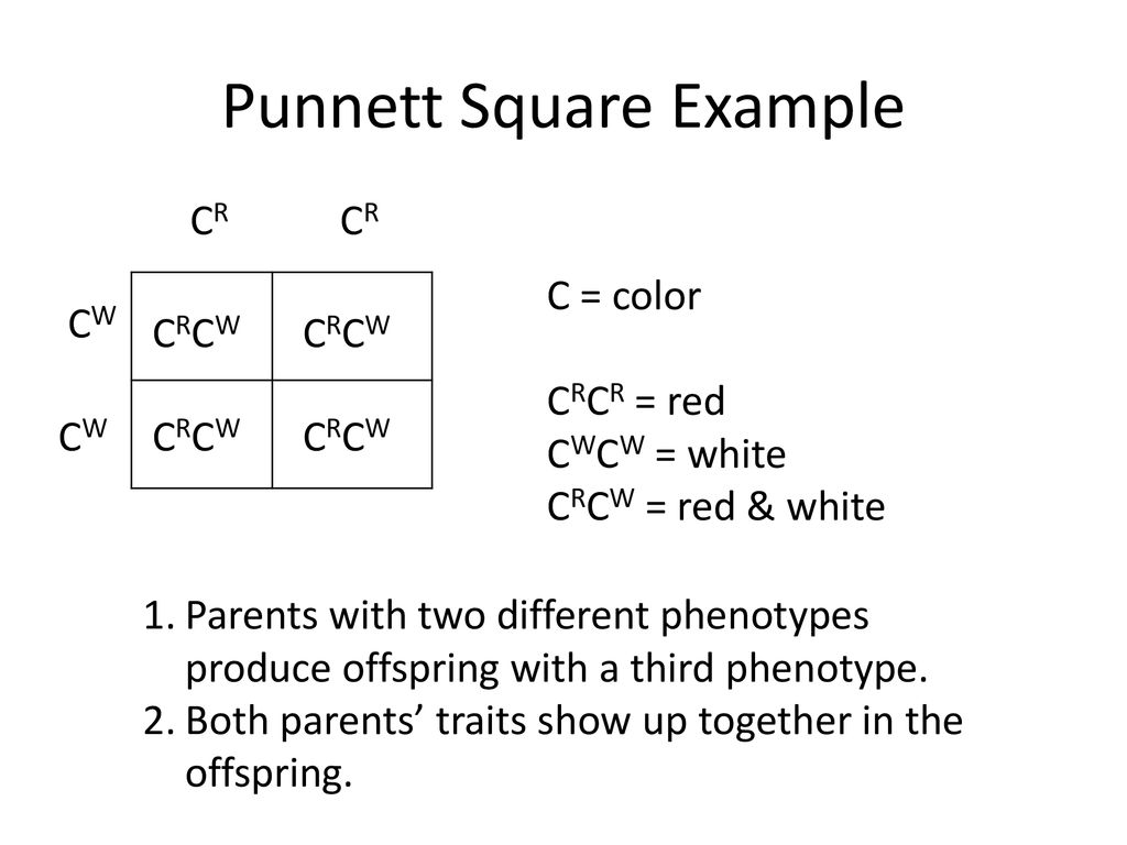 Incomplete Dominance Vs Codominance Punnett Square Incomplete Dominance Vs Codominance Punnett Square