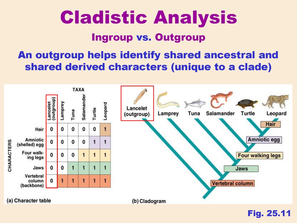 Cladistics Examples Cladistics Examples