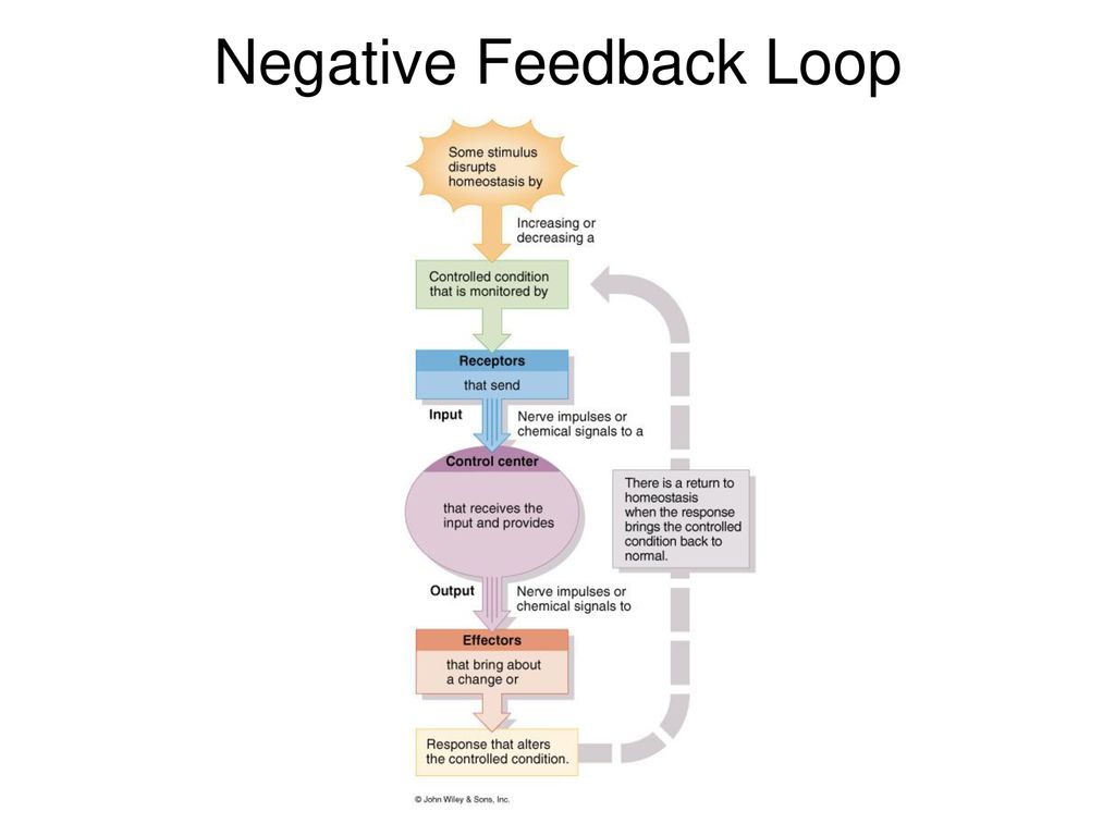 Negative And Positive Feedback Loops Ppt Download