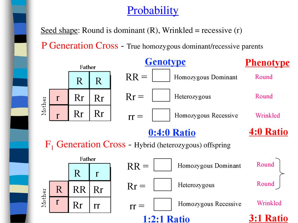 Homozygous And Heterozygous Punnett Square