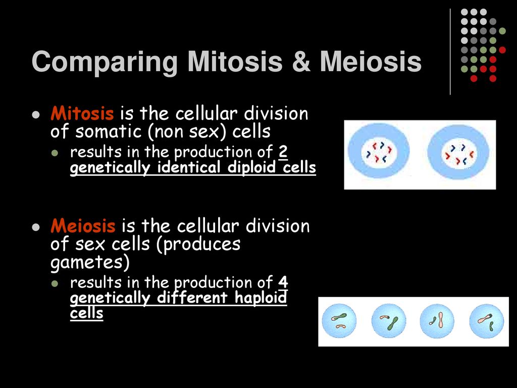 Meiosis And Sexual Life Cycles Ppt Download