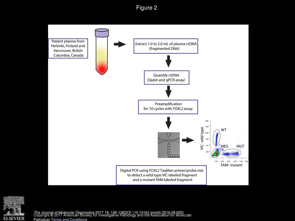 Foxl2 402c G Mutation Can Be Identified In The Circulating Tumor Dna Of