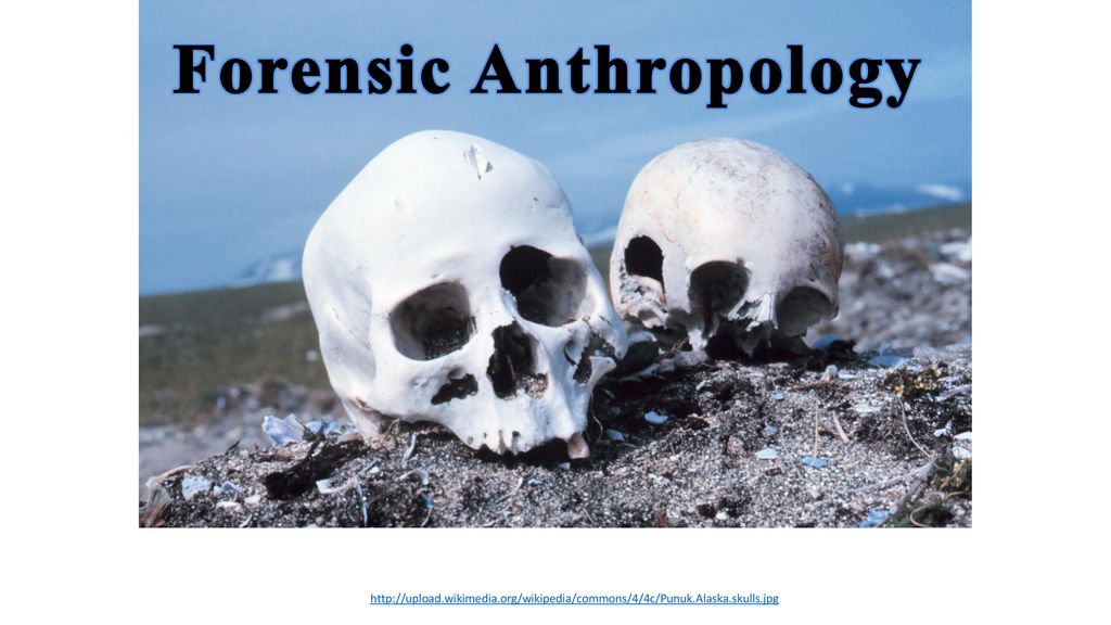 Forensic Anthropology Ppt Download
