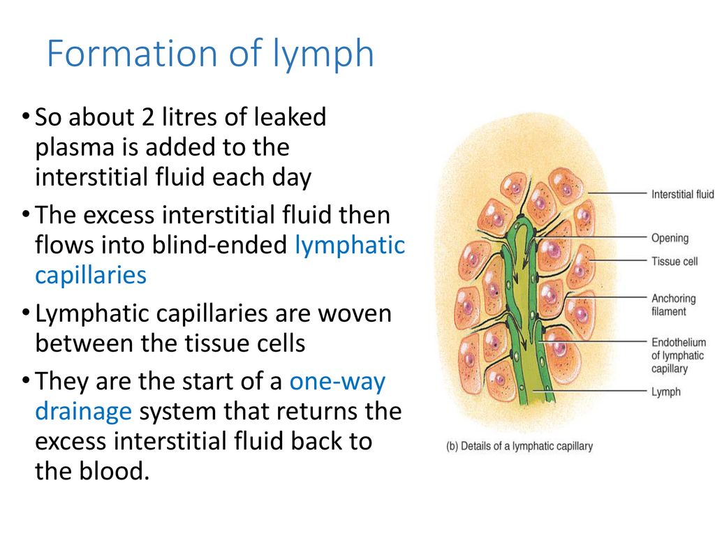 The Lymphatic System Diagrams Reproduced With Permission From Ppt Download
