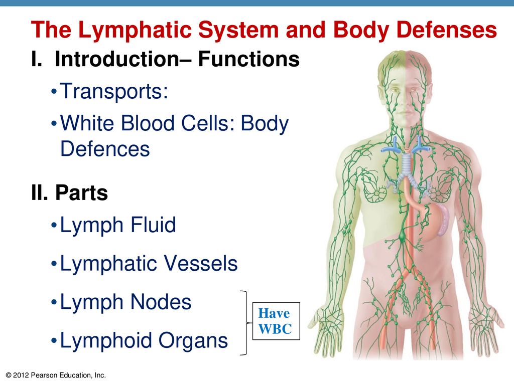 The Lymphatic System And Body Defenses Ppt Download