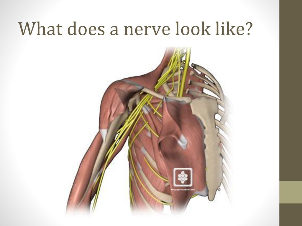 The Nervous System Ppt Download