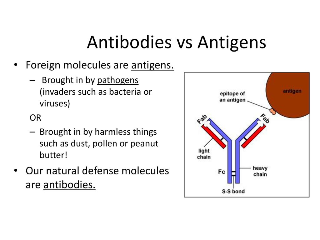 Immunity Ppt Download
