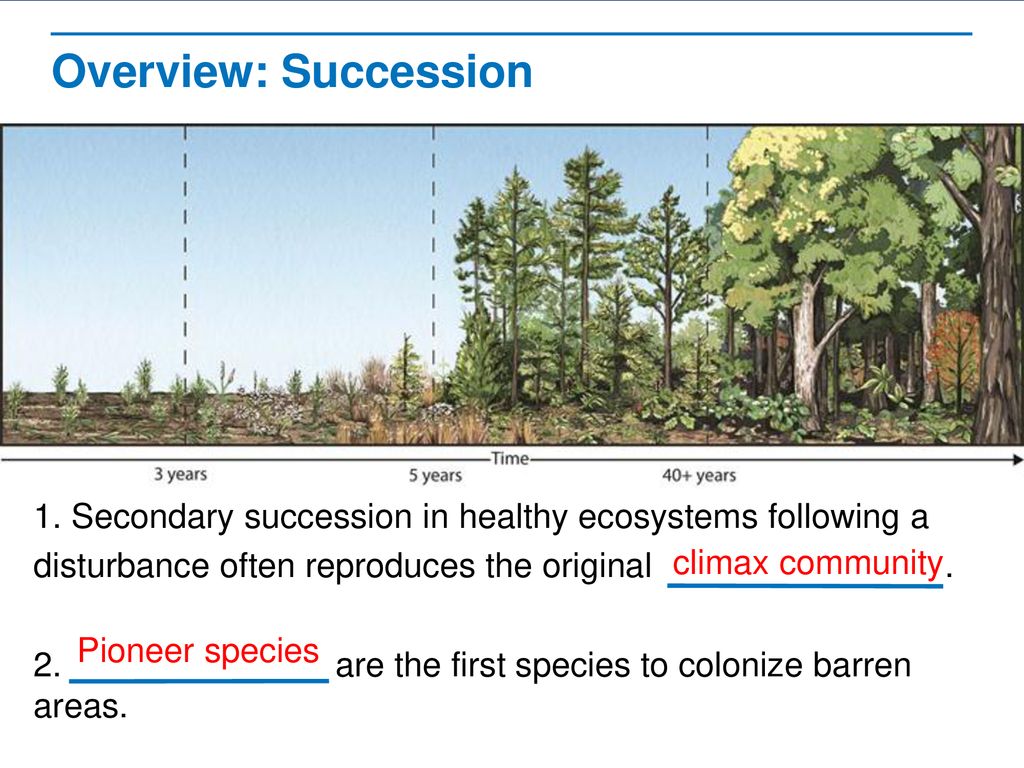 Primary Succession Timeline