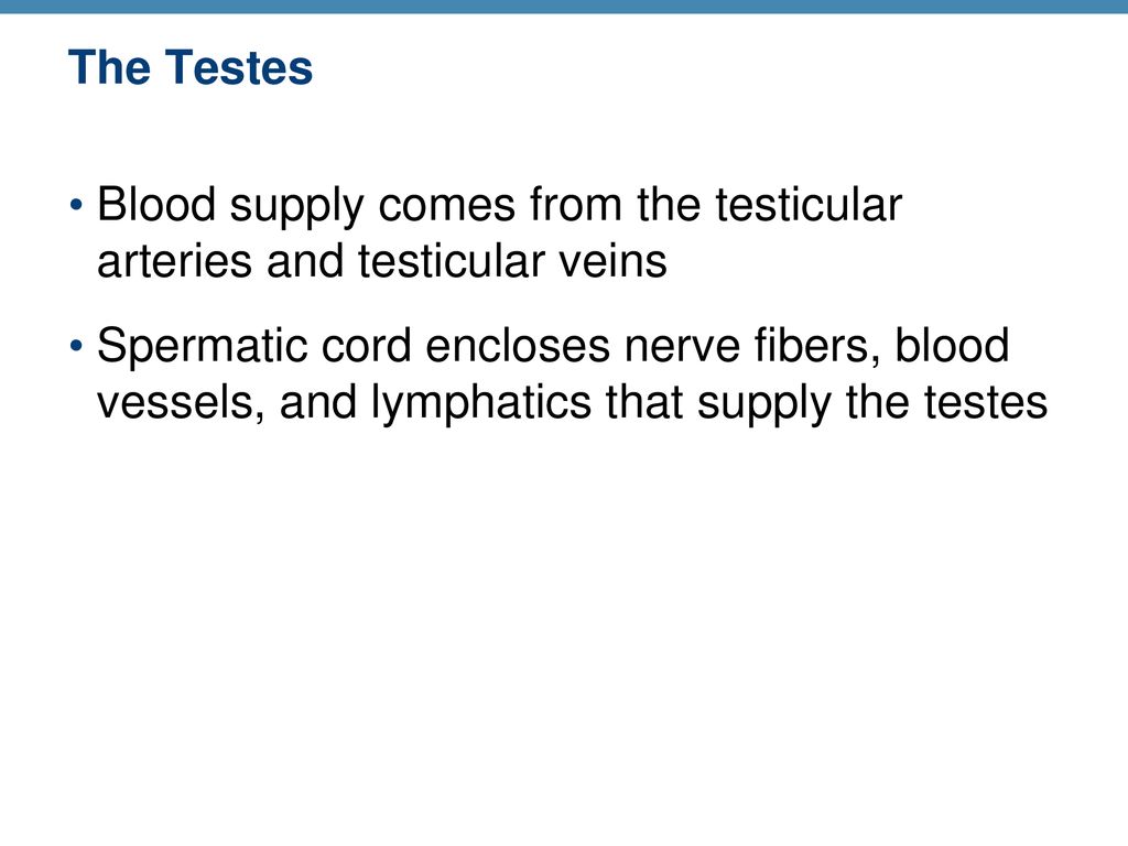 Primary Sex Organs Gonads Testes And Ovaries Ppt Download