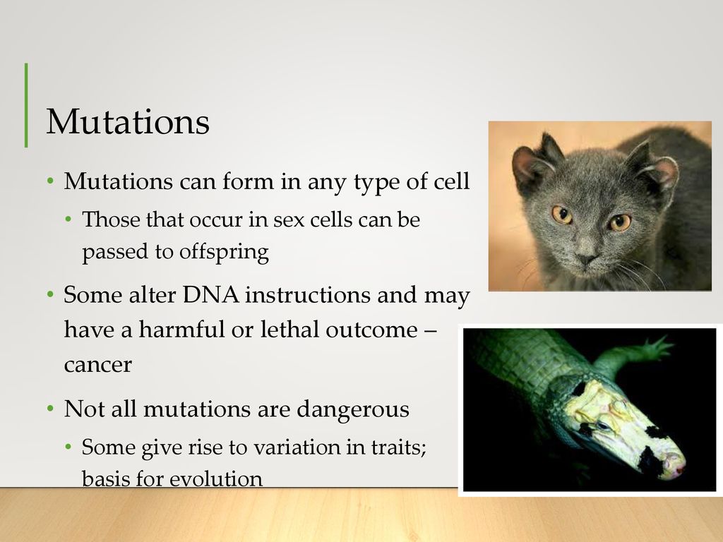 Dna Structure And Function Ppt Download
