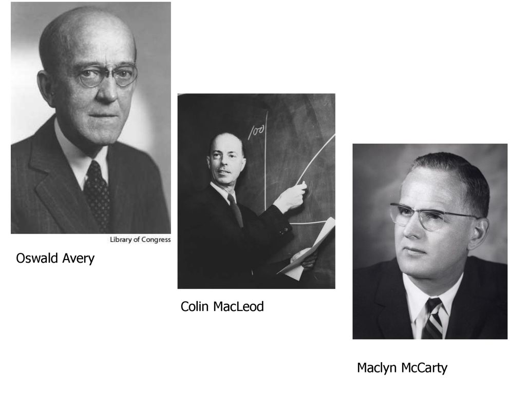 एवरी, मैकलियोड और मैकार्थी का प्रयोग | Avery, Mccarty and Macleod ... एवरी, मैकलियोड और मैकार्थी का प्रयोग | Avery, Mccarty and Macleod ...