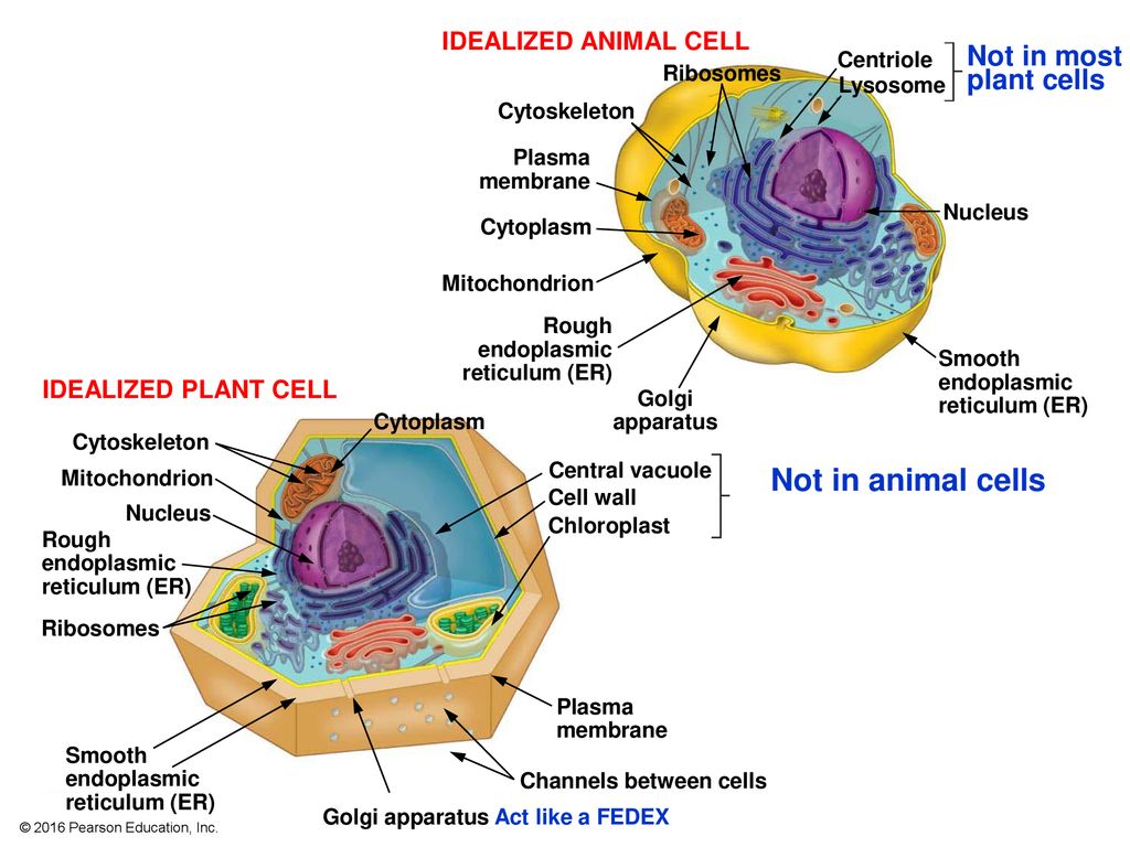 Tour Of An Animal Cell Structures And Functions (Bioflix Tutorial ... Tour Of An Animal Cell Structures And Functions (Bioflix Tutorial ...