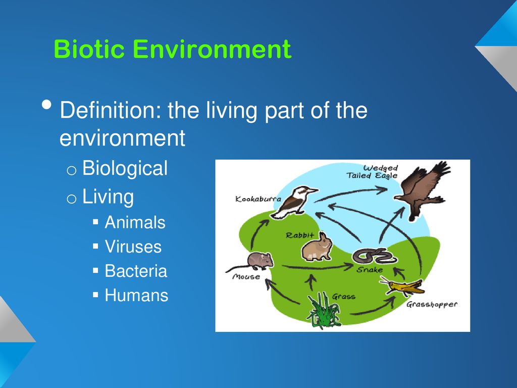 Biotic Components Of Ecosystems — Definition Examples, 43% OFF Biotic Components Of Ecosystems — Definition Examples, 43% OFF