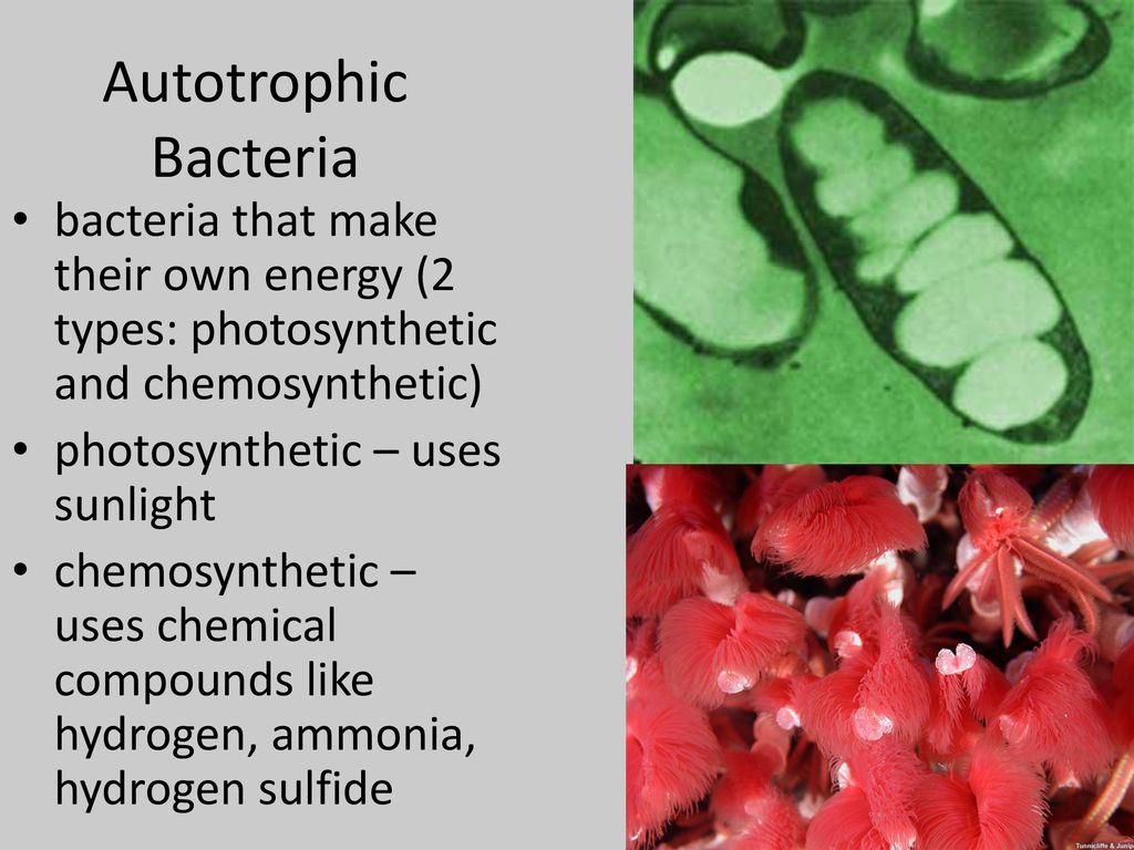 Autotrophic Bacteria