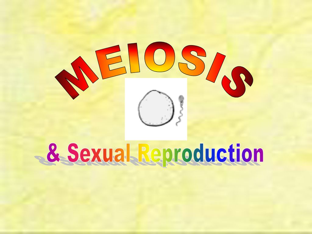 Meiosis And Sexual Reproduction Ppt Download