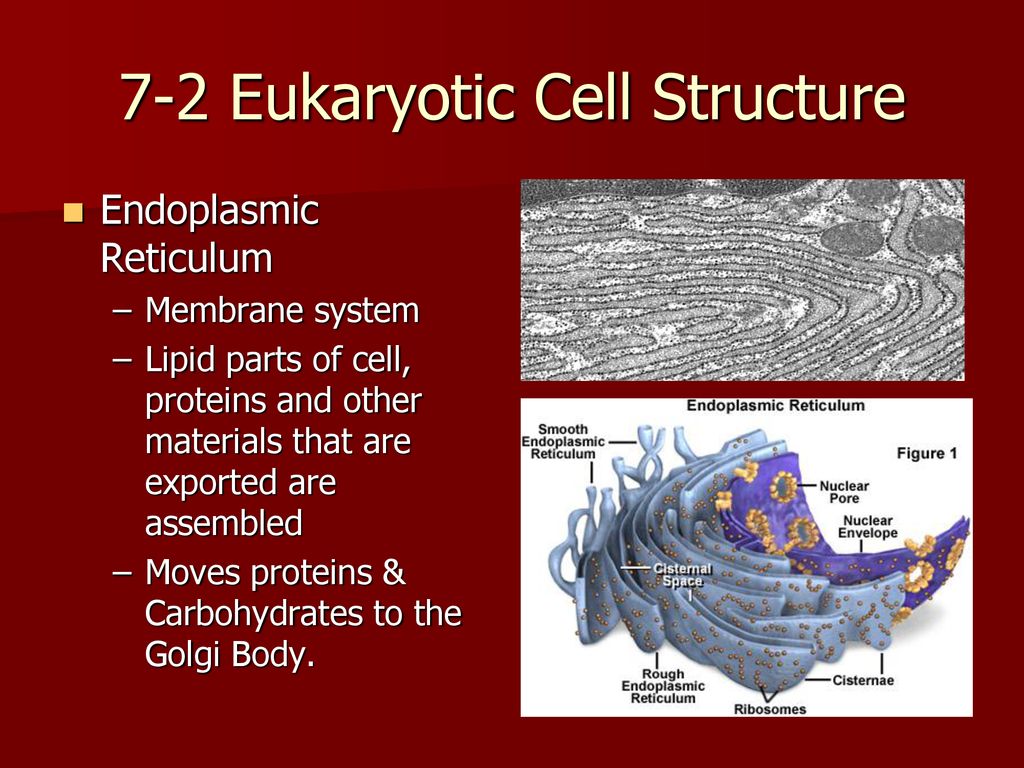Cell Structure And Function Ppt Download