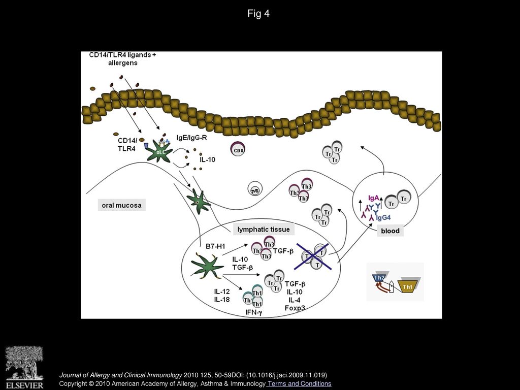 Dendritic Cells Bridging Innate And Adaptive Immunity In Atopic