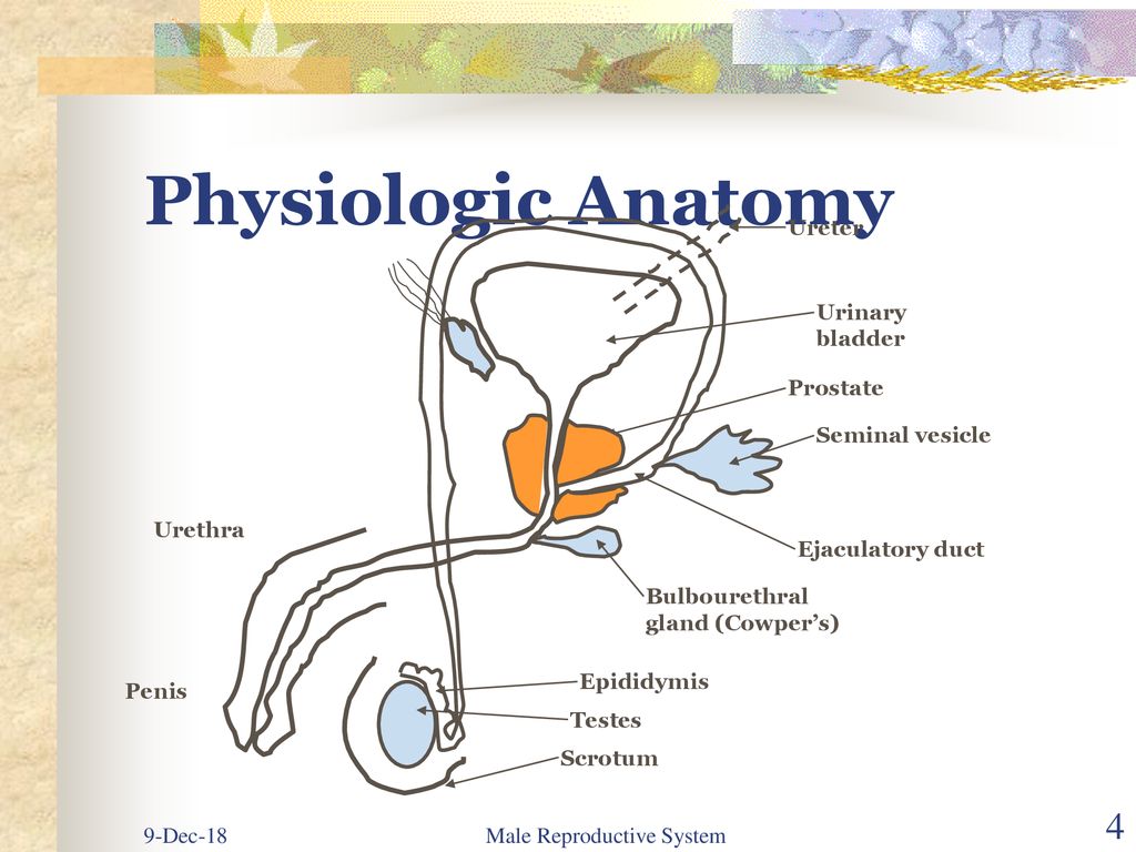 Male Reproductive System - ppt download Male Reproductive System - ppt download