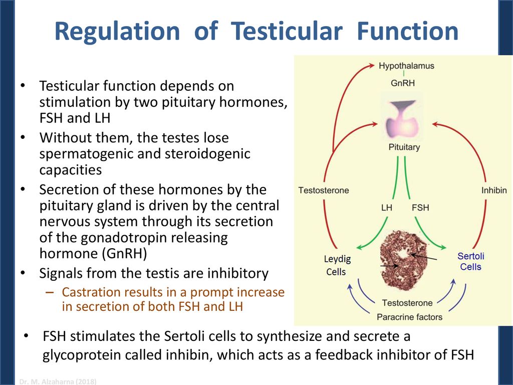 Hormonal Control Of Reproduction In The Male Ppt Download