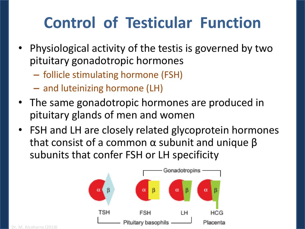 Hormonal Control Of Reproduction In The Male Ppt Download