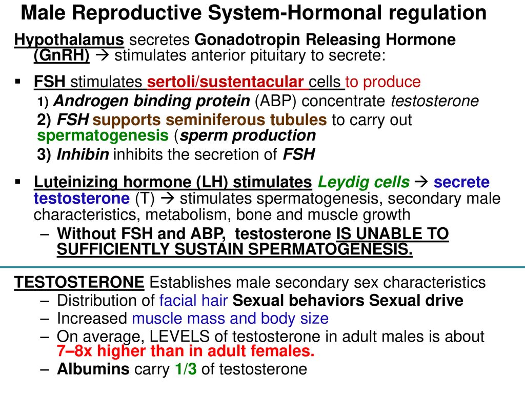 Chapter 28 “male” And Female Reproduction System Ppt Download