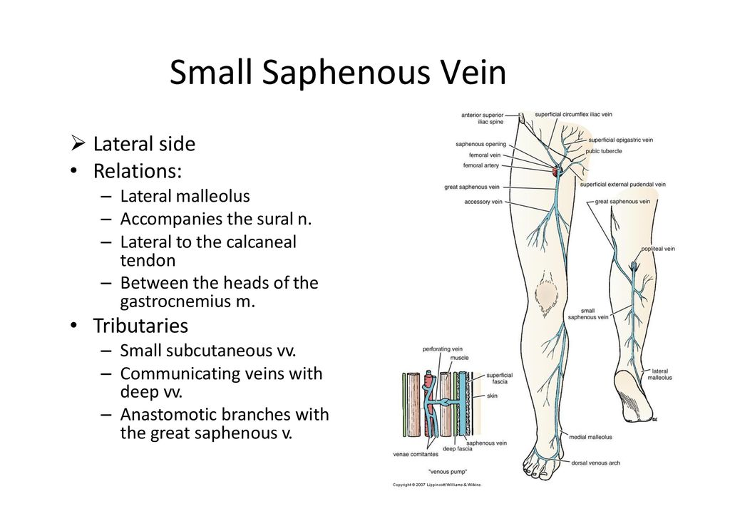 Great Saphenous Vein Tributaries