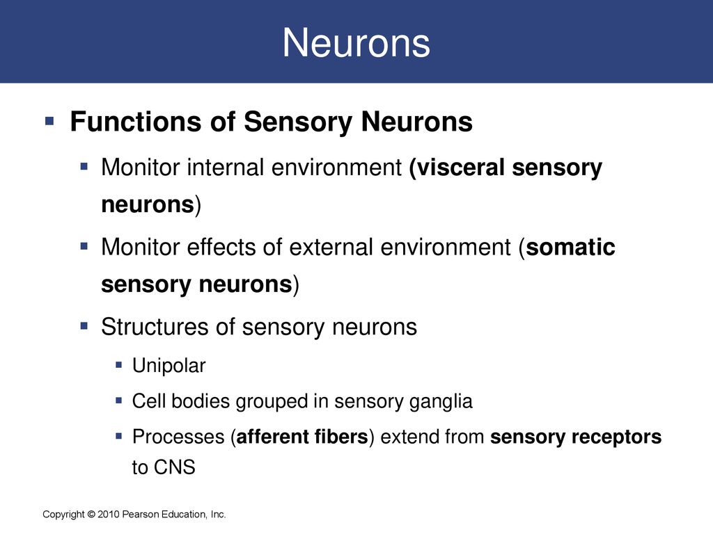 C h a p t e r 11 Neural Tissue PowerPoint® Lecture Slides prepared by ...