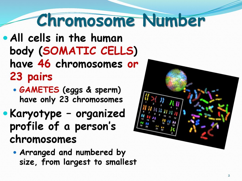 Chromosomes And Karyotypes Ppt Download