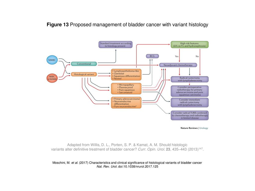 Figure 13 Proposed Management Of Bladder Cancer With Variant Histology