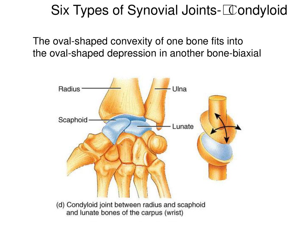 Articulations/Joints - ppt download Articulations/Joints - ppt download