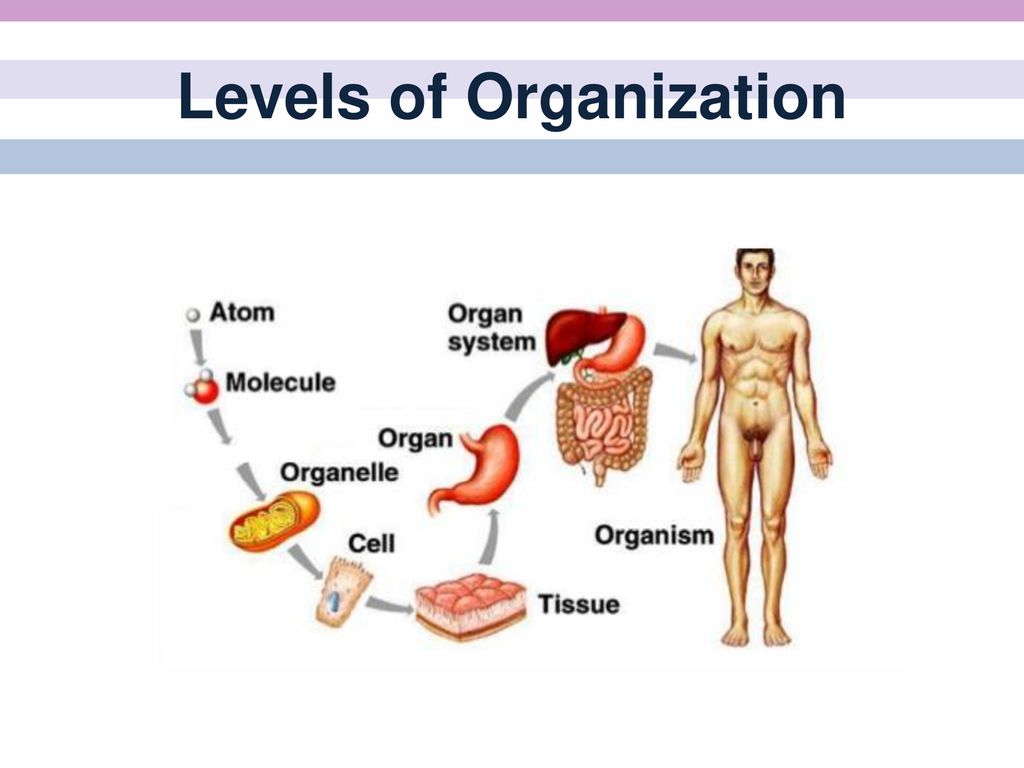 Overview Of Anatomy And Physiology Ppt Download