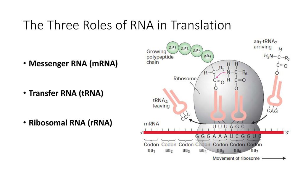 Lecture4 Synthesis Of Proteins Lecture4 Synthesis Of Proteins Ppt