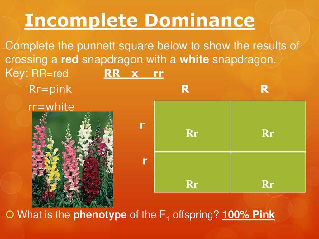 Incomplete Dominance Punnett Square Incomplete Dominance Punnett Square