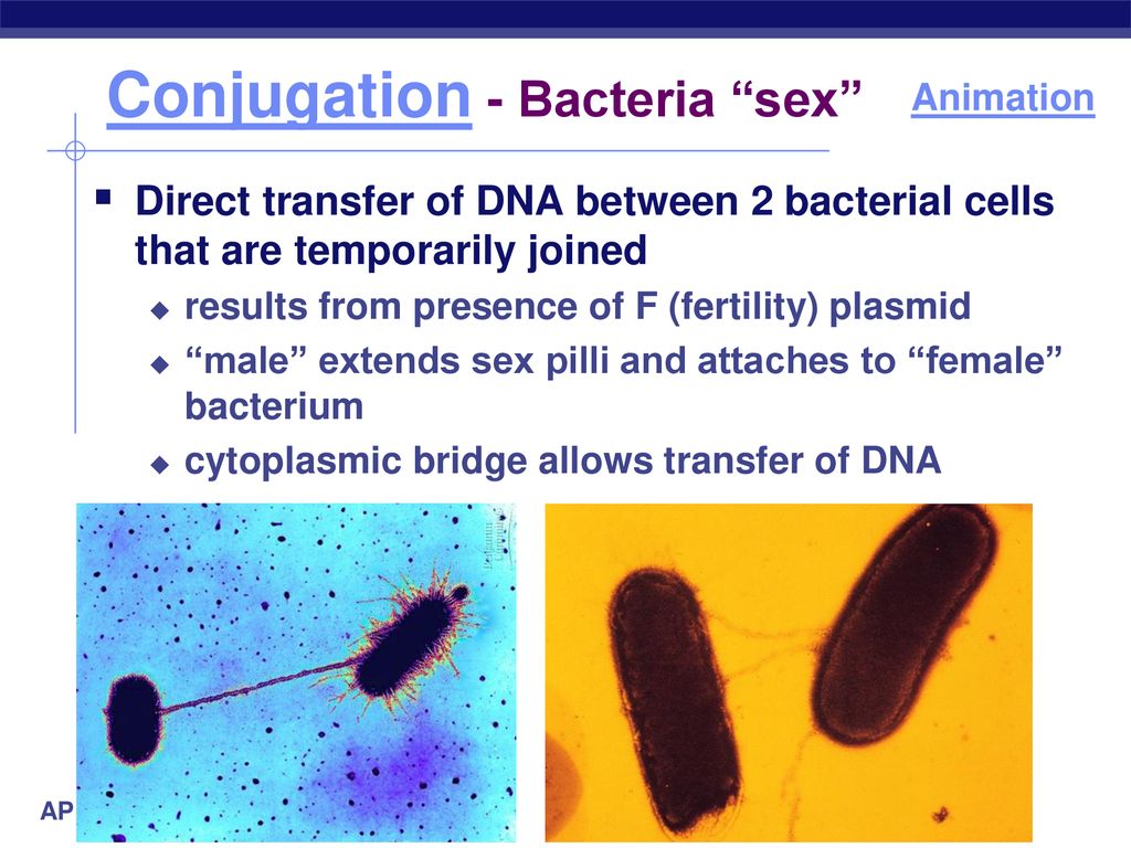 Viruses Bacteria And Prions Ppt Download
