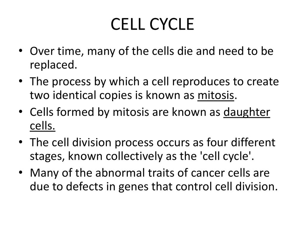 Cell Cycle Over Time Many Of The Cells Die And Need To Be Replaced