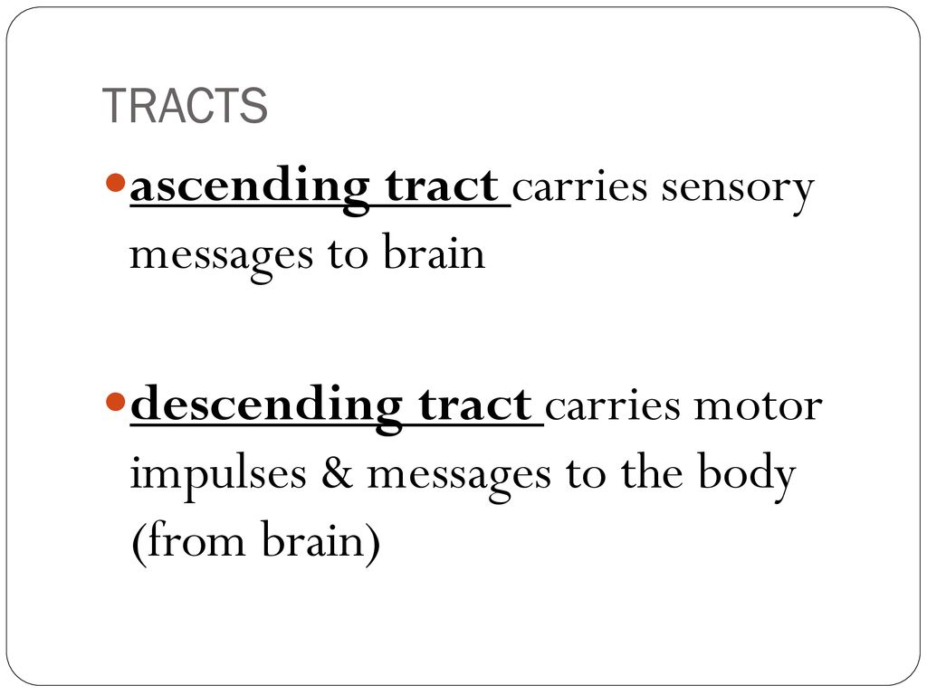 Sensory Messages And Motor Messages Examples at Chad Rohne blog Sensory Messages And Motor Messages Examples at Chad Rohne blog