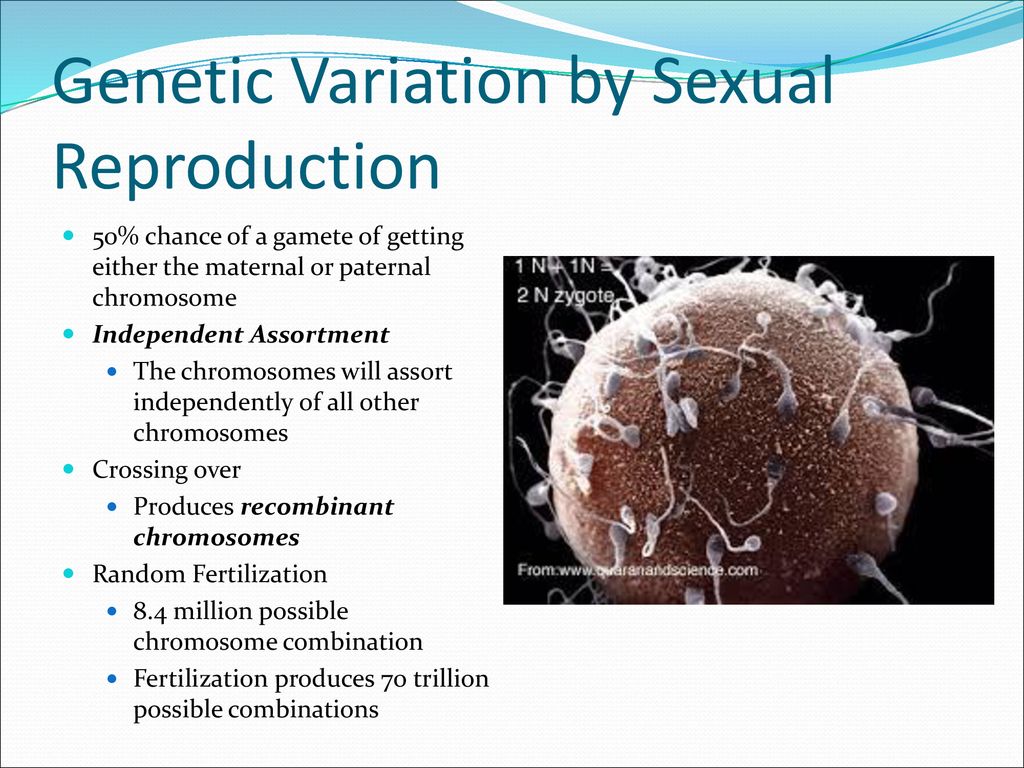 Meiosis And Sexual Life Cycles Ppt Download