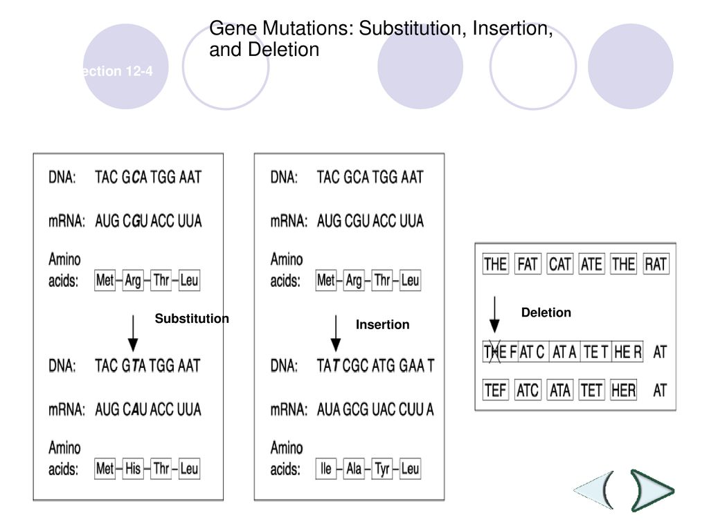 Chapter 12 Dna And Rna Ppt Download