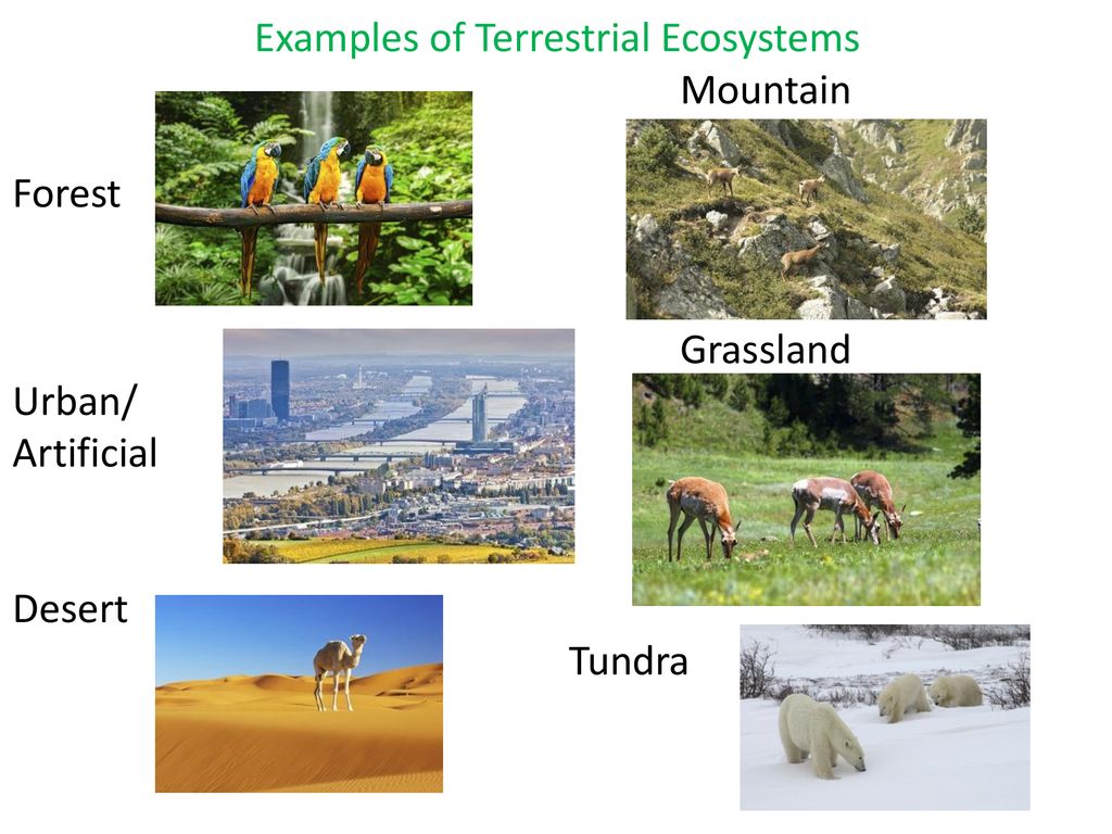 Terrestrial Ecosystem Definition Types Examples Video - vrogue.co Terrestrial Ecosystem Definition Types Examples Video - vrogue.co