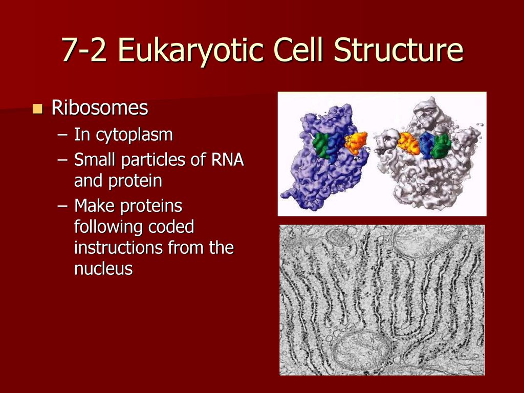 Cell Structure And Function Ppt Download