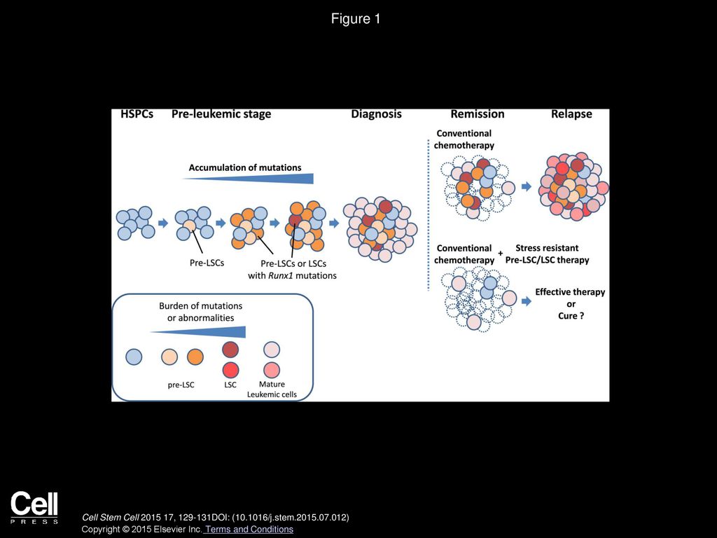 Resistance In The Ribosome Runx1 Pre Lscs And Hspcs Ppt Download