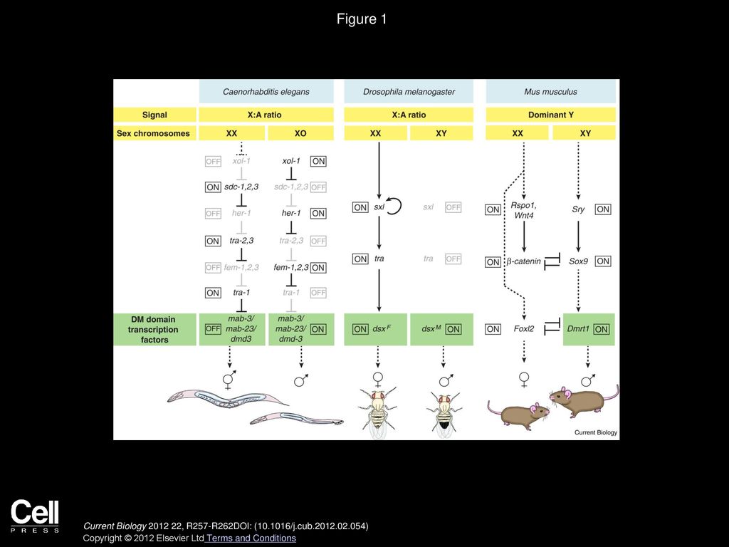 Sex Determination Current Biology Ppt Download