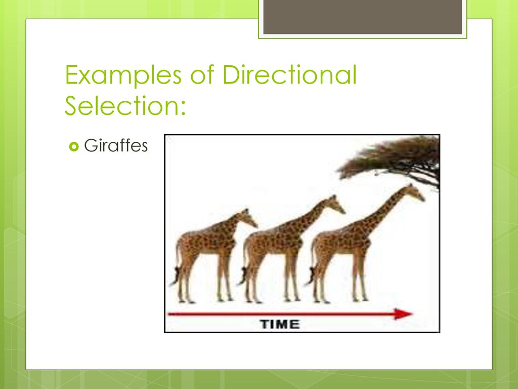 Directional Selection Definition Directional Selection Definition