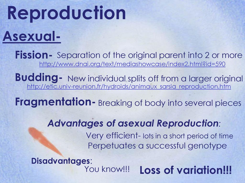 Reproduction Asexual Fission Budding Fragmentation Ppt Download