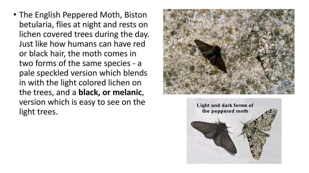 Natural Selection Moth Natural Selection Moth