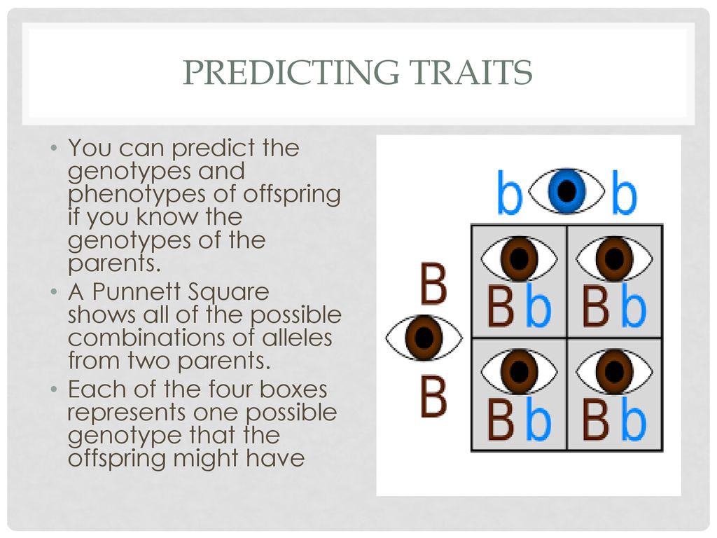 Heterozygous Homozygous — Differences Similarities Expii | atelier-yuwa ... Heterozygous Homozygous — Differences Similarities Expii | atelier-yuwa ...