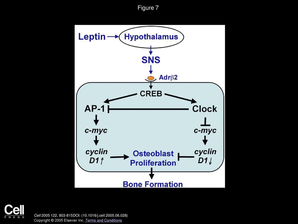 The Molecular Clock Mediates Leptin Regulated Bone Formation Ppt Download