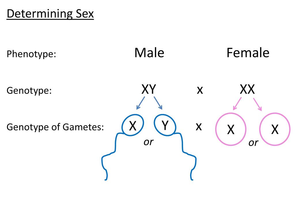 Determining Sex Ppt Download